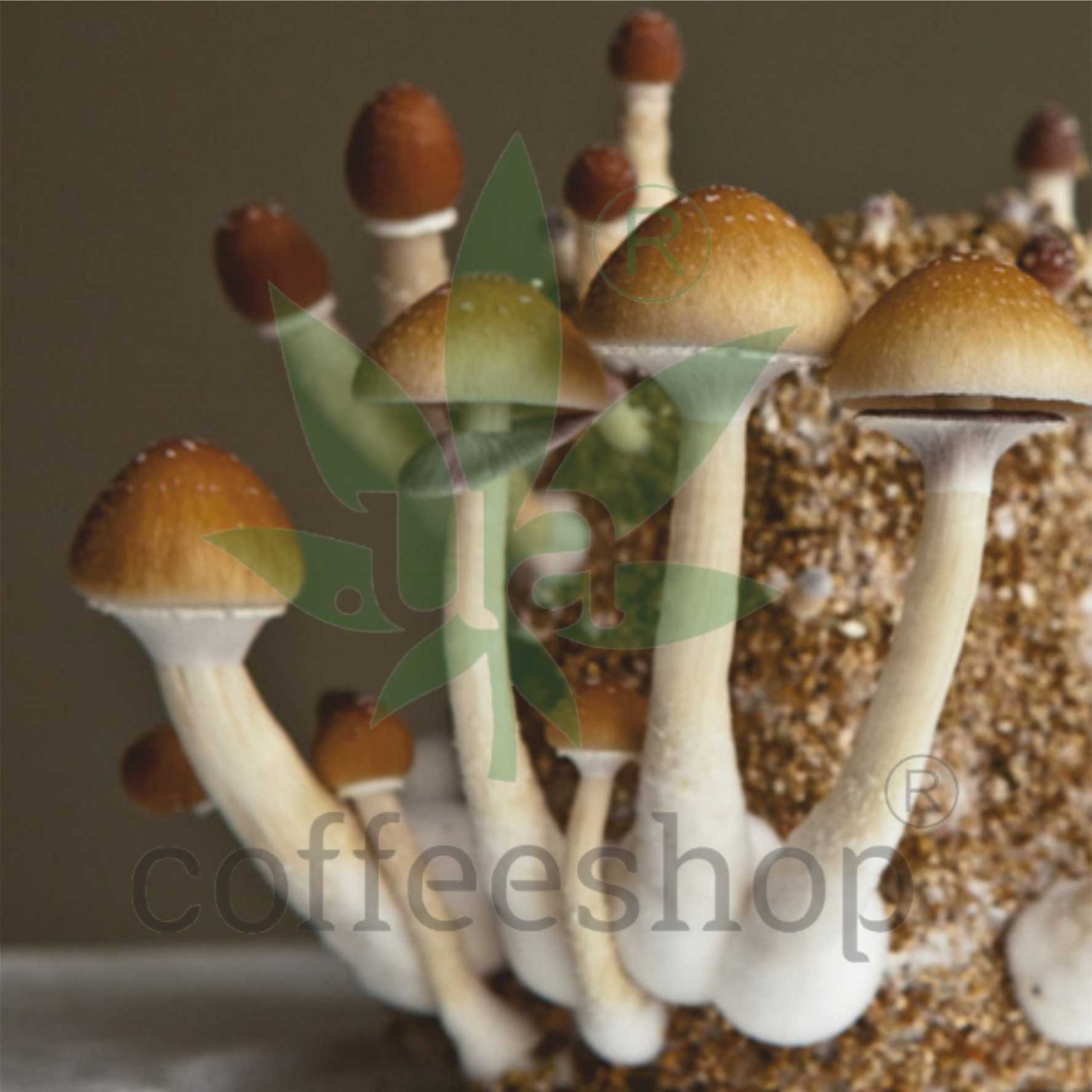 MUSHROOMS shop Psylocibe Cubensis Mexican – купить в Украине | «магазин ...