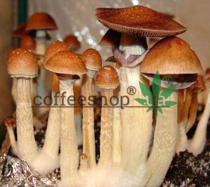 MUSHROOMS shop Psylocibe Cubensis BURMA - купити в Україні | «Кращий ...